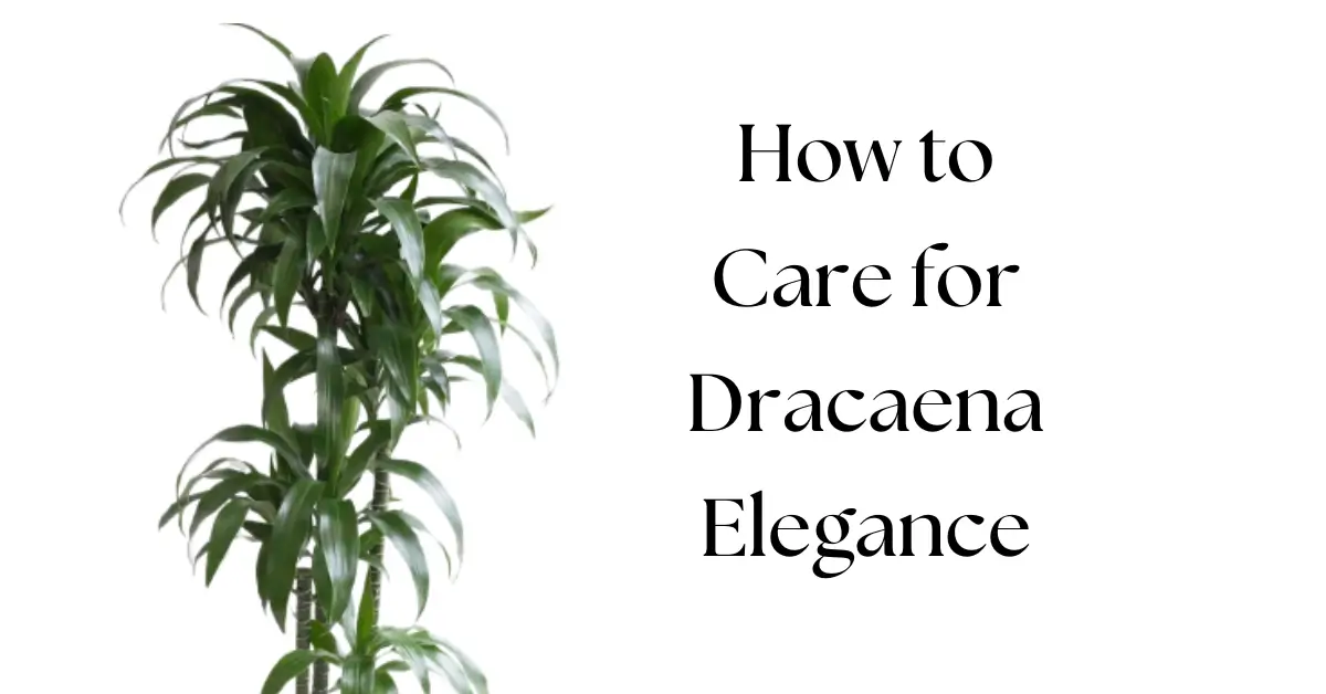 Dracaena Elegance Care: A Guide You'll Love