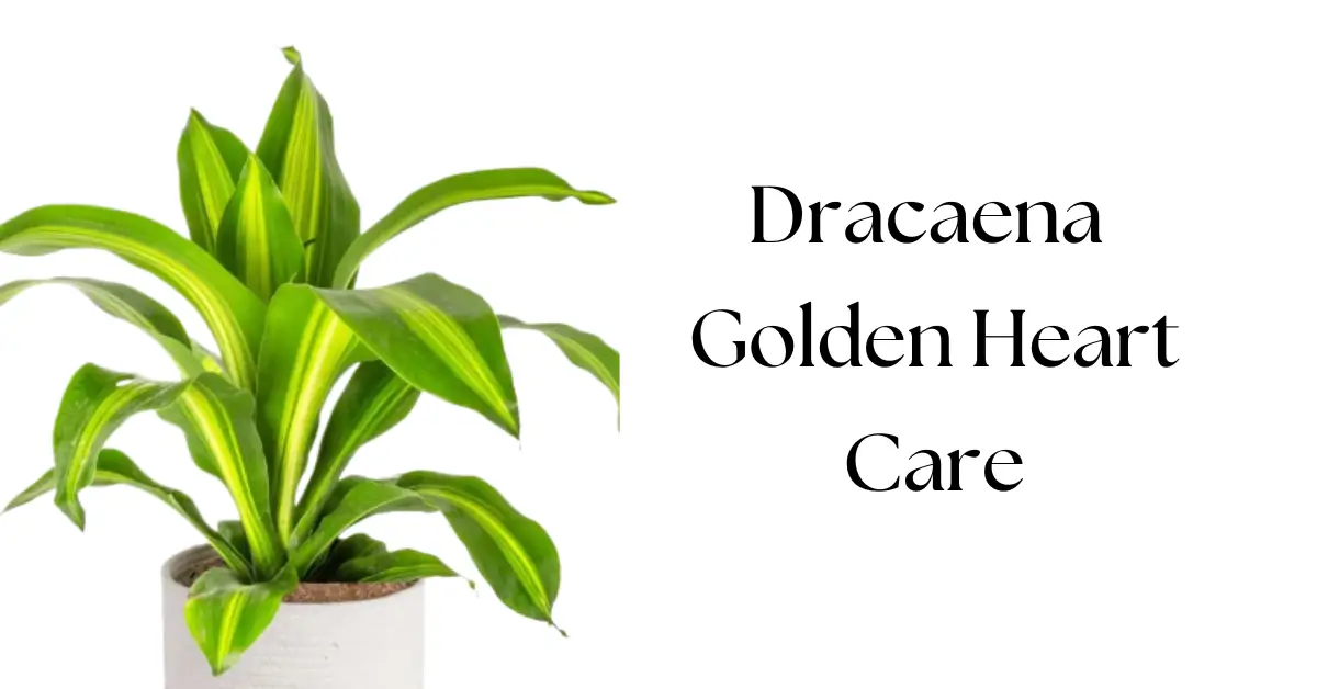 Dracaena Golden Heart Plant Care: A Guide You'll Love