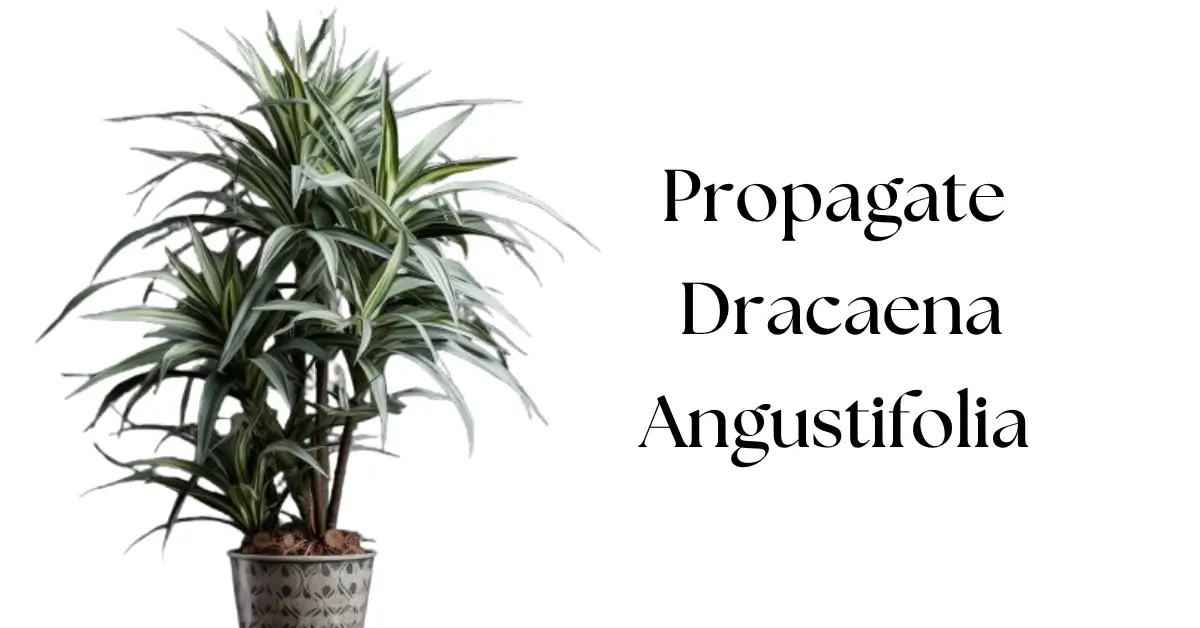 How to Propagate Dracaena Angustifolia: Beginner-Friendly Guide – Floritica