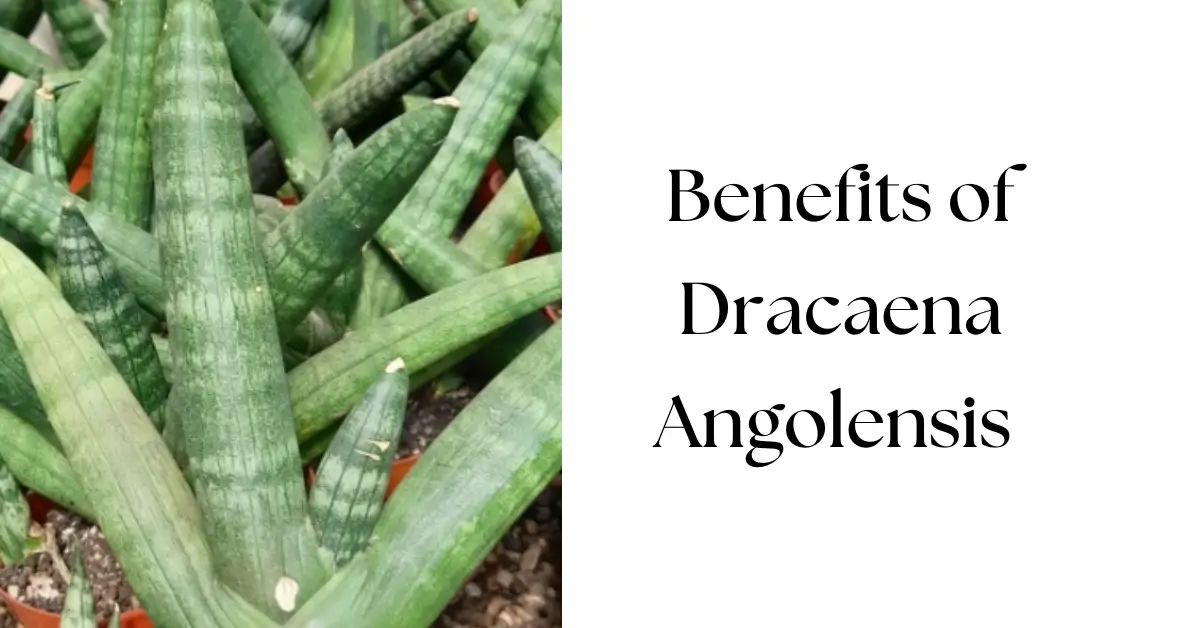 Dracaena Angolensis Benefits You Didn’t Know About