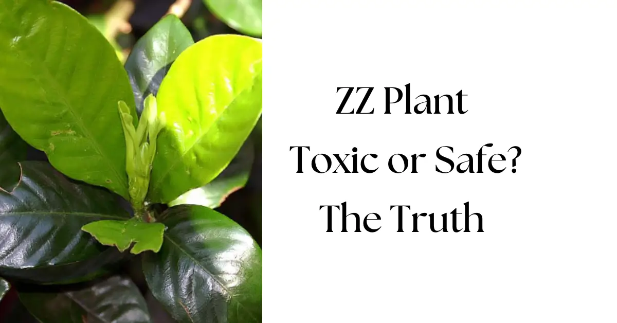 Dog Owners Beware: Are ZZ Plants Toxic to Dogs?