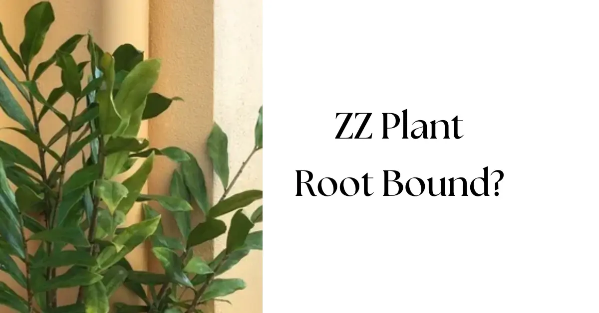 Do ZZ Plants Like to Be Root Bound? Here's Why