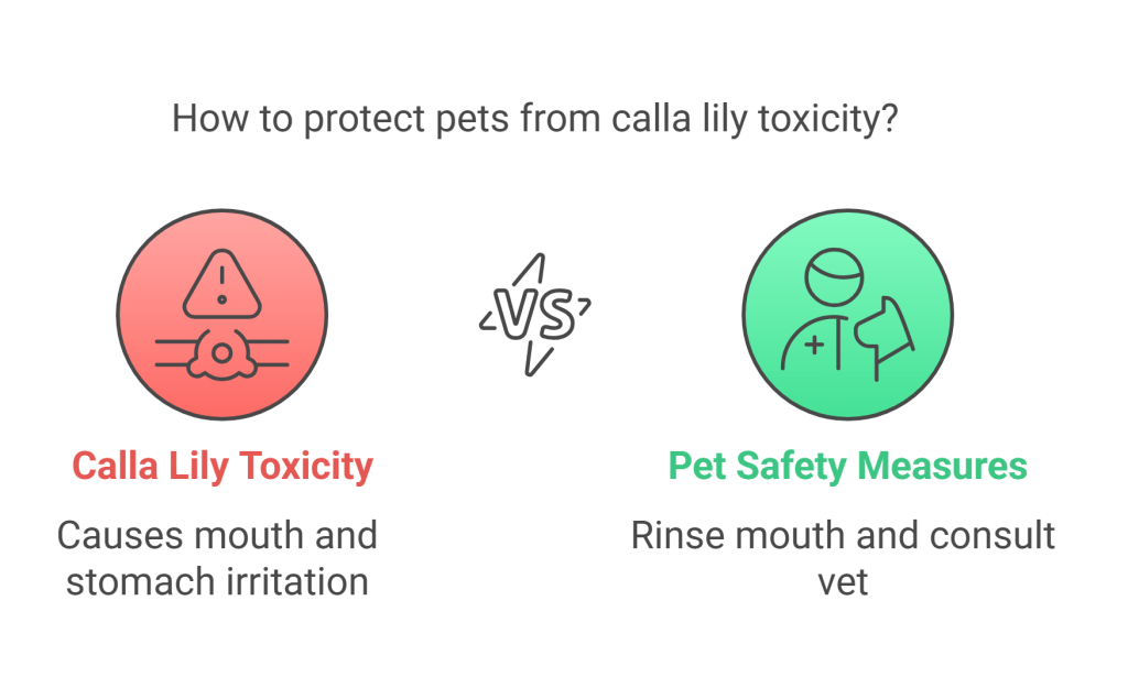 Indoor Calla Lily Care: The Only Guide You’ll Need