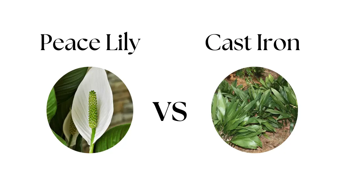 Cast Iron or Peace Lily: Which Plant Is Right for You?