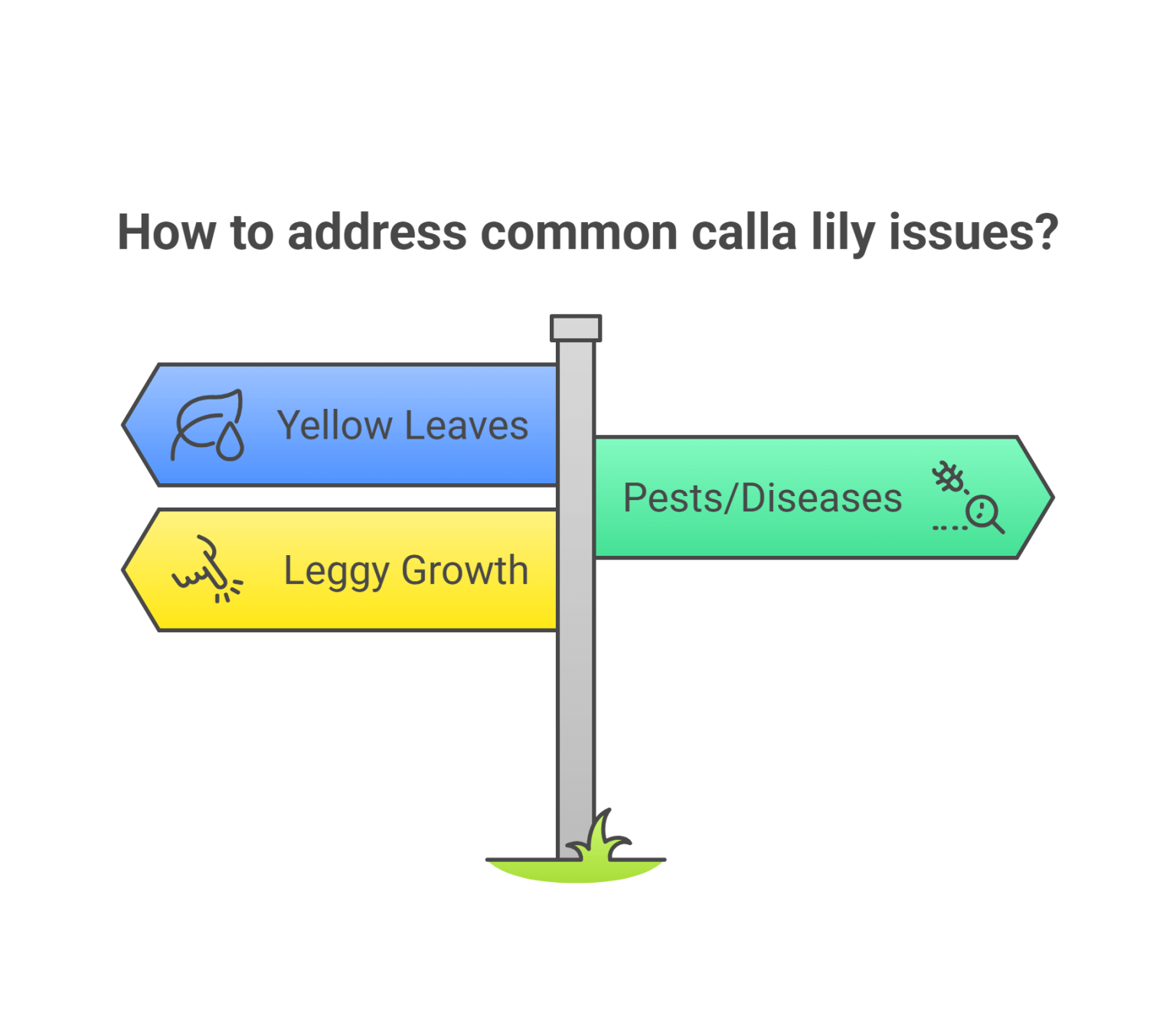 Indoor Calla Lily Care: The Only Guide You’ll Need