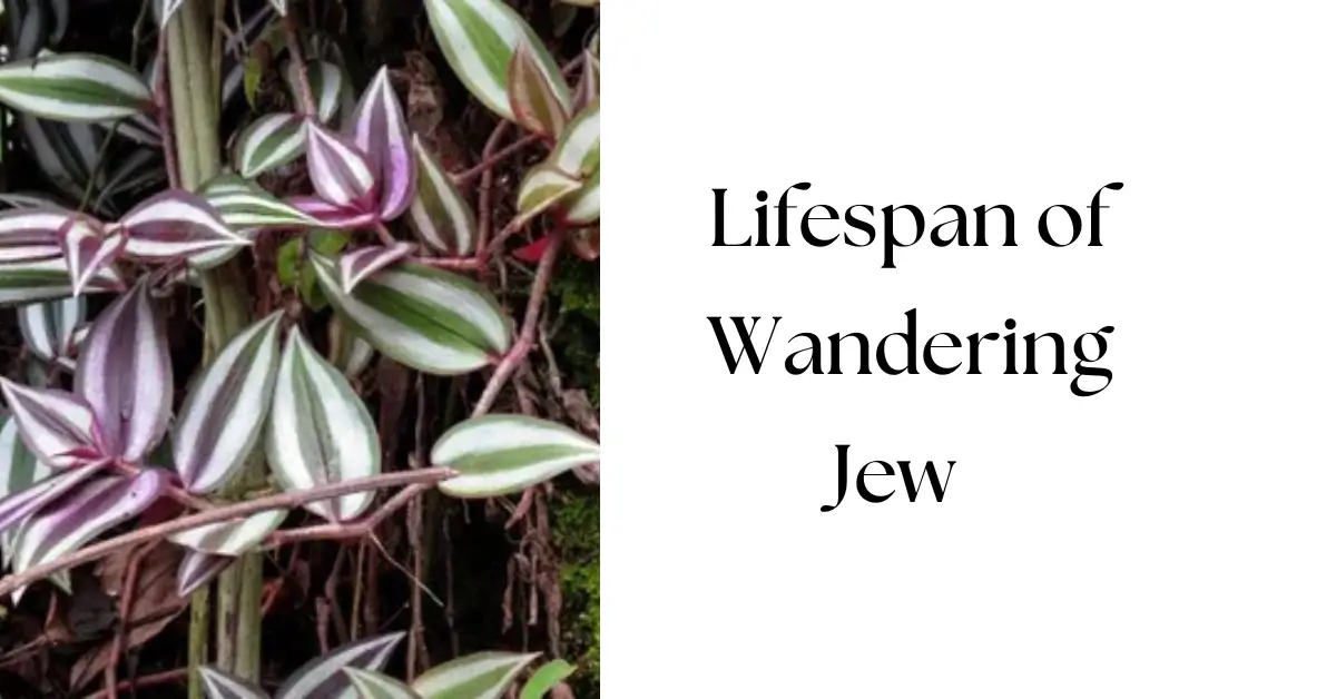 How Long Do Wandering Jew Plants Live?