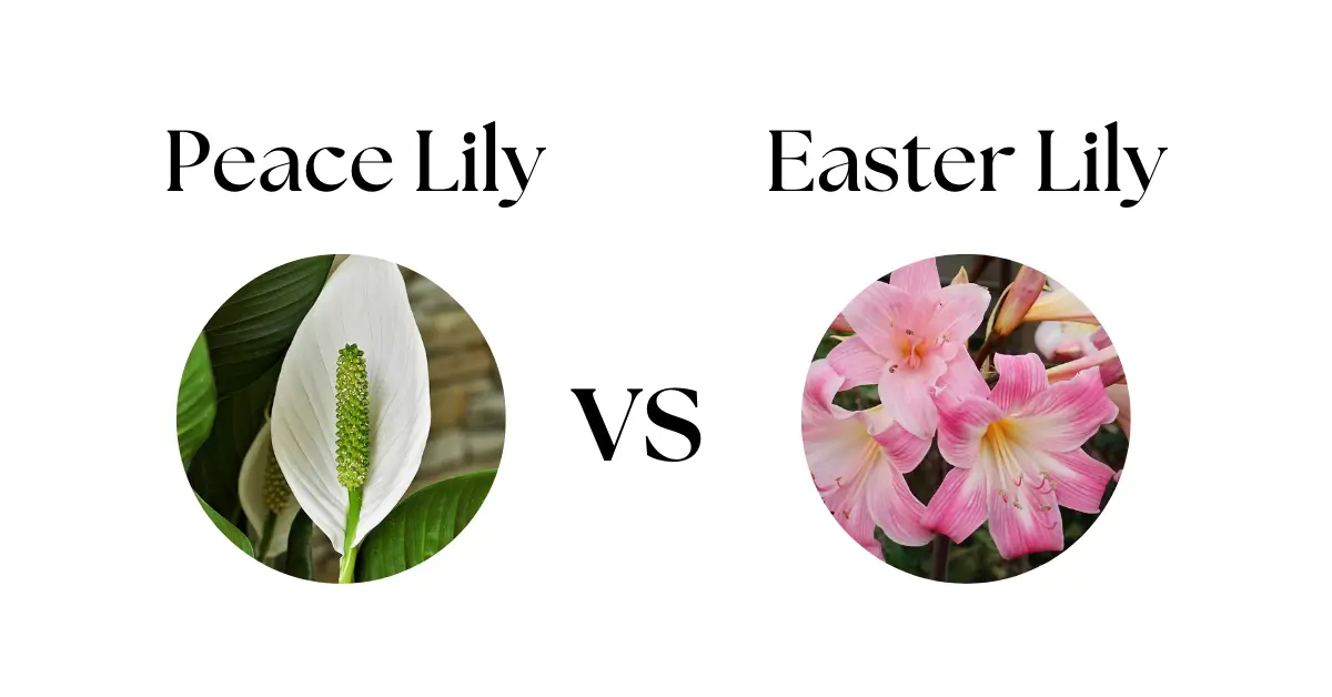 Peace Lily or Easter Lily? How to Tell the Difference!