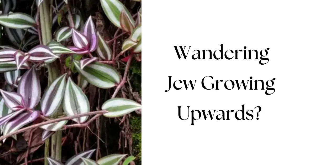 Why Is My Wandering Jew Growing Upwards?