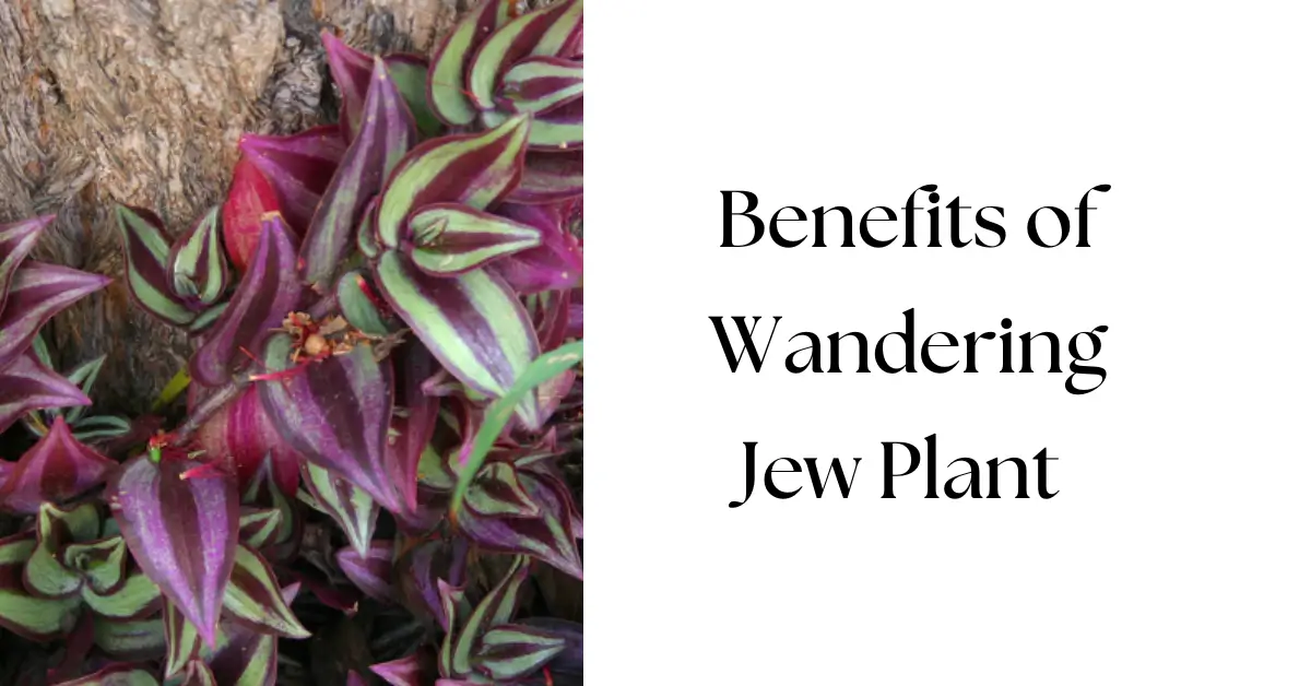 Top Benefits of the Wandering Jew Plant for Your Home