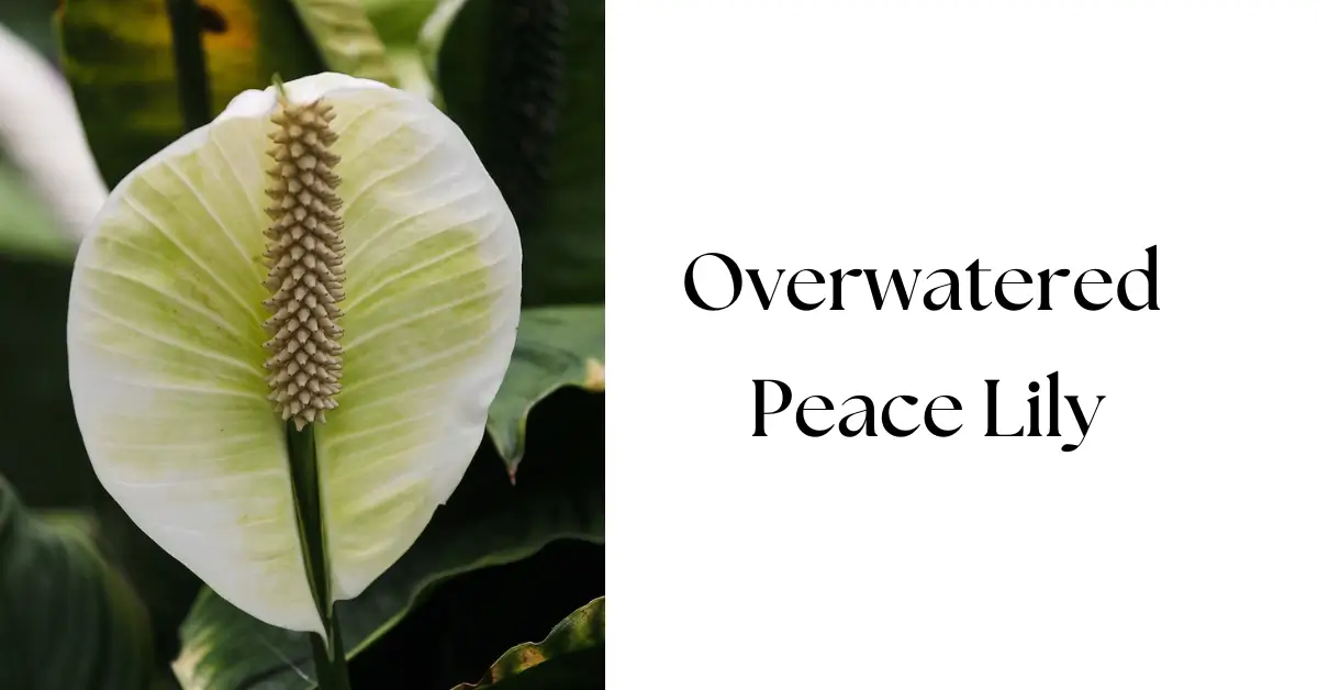 Can a Peace Lily Recover from Overwatering? Here's How!