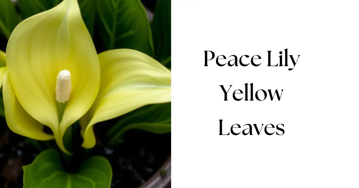 Peace Lily Yellow Leaves? 8 Fixes That Saved Mine Fast!