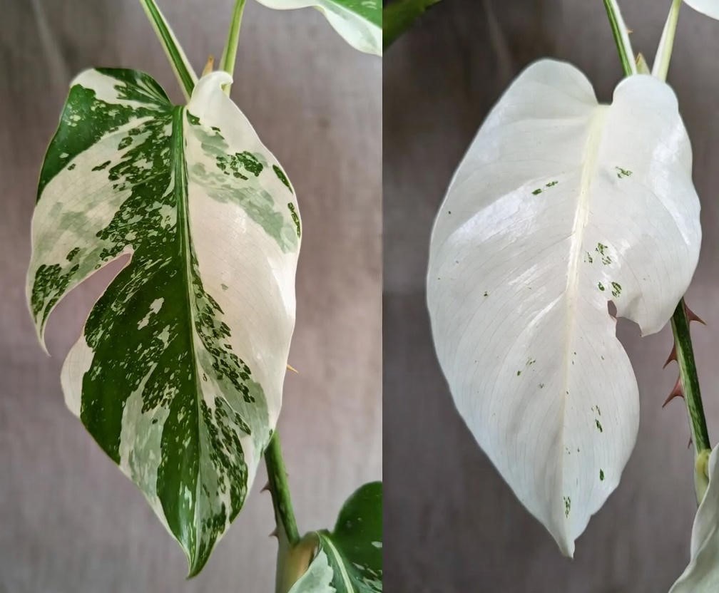 Marble Queen Pothos Care 2025: Never Kill It Again