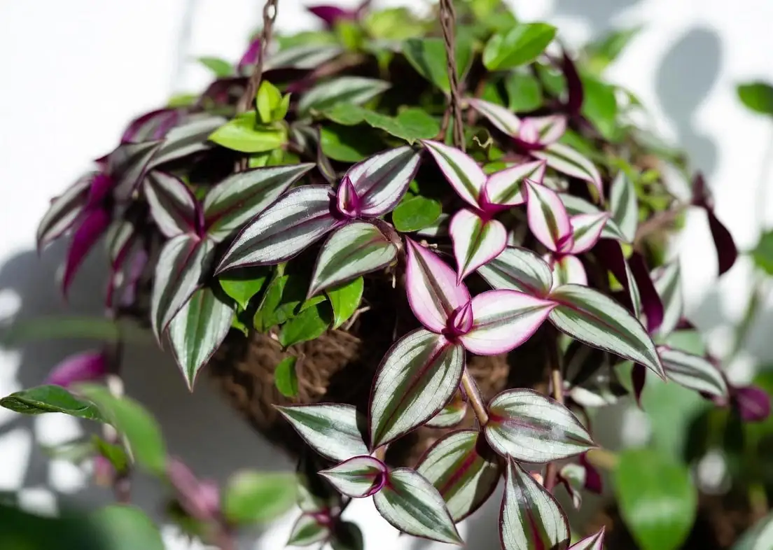 Wandering Jew Plant Care: 9 Fixes Tested on 50 Plants