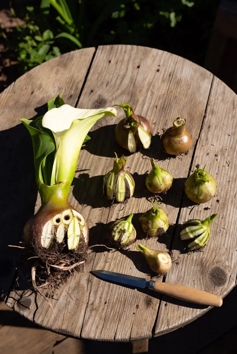 Calla Lily Propagation: How I Turned 1 Calla Lily into 57!